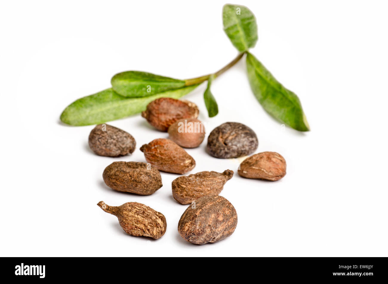 Shea nuts with leaves on white background Stock Photo - Alamy