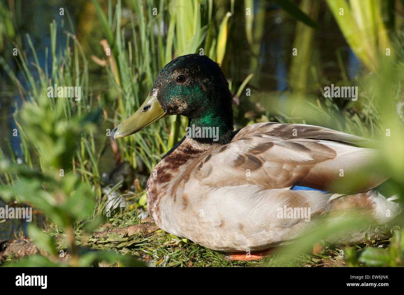 Mallard Duck resting amongst the reeds, Bingham's Pond, Glasgow Stock ...