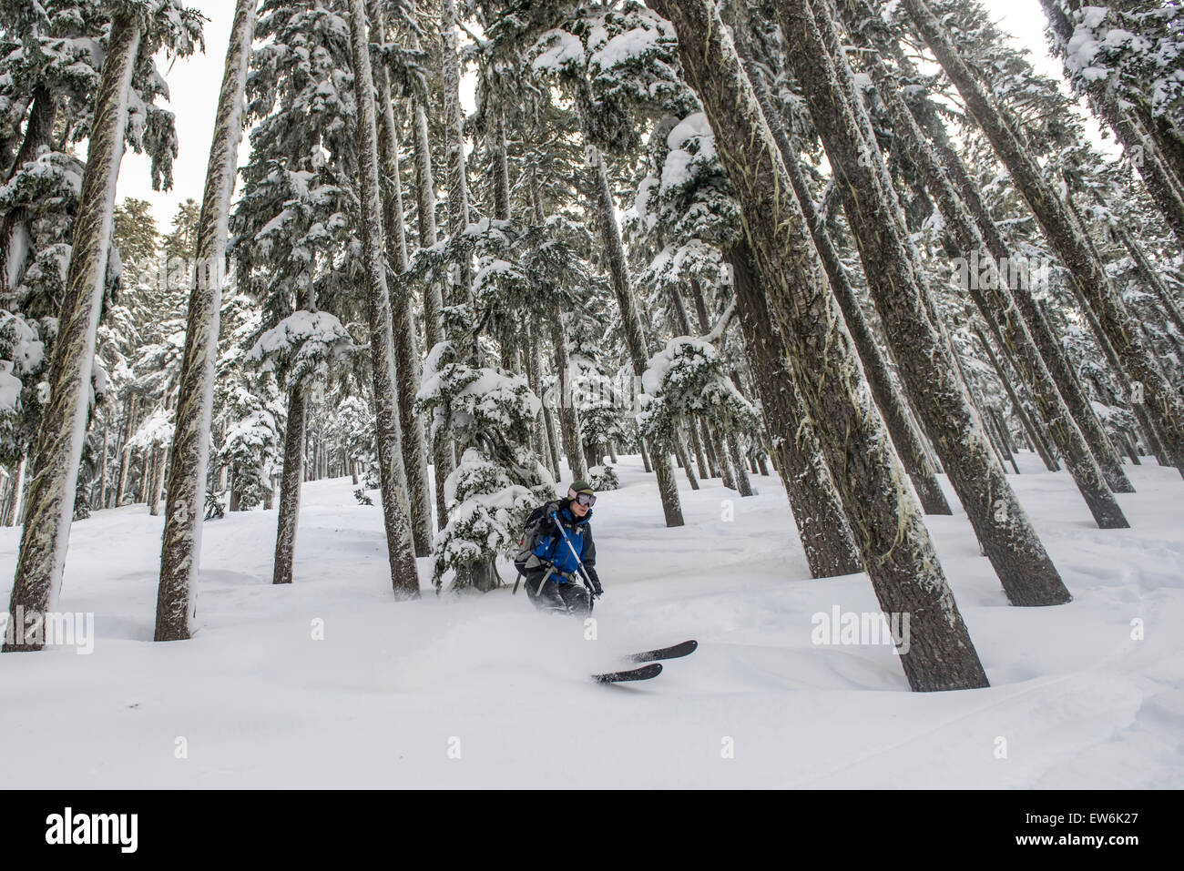 Randonee skiing through the trees, near Stevens Pass, Washington Stock ...