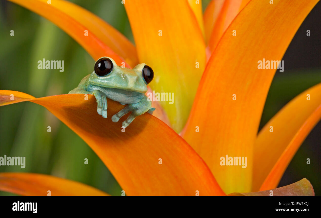 A Perch with a View, Maroon Eyed Tree Frog Stock Photo - Alamy
