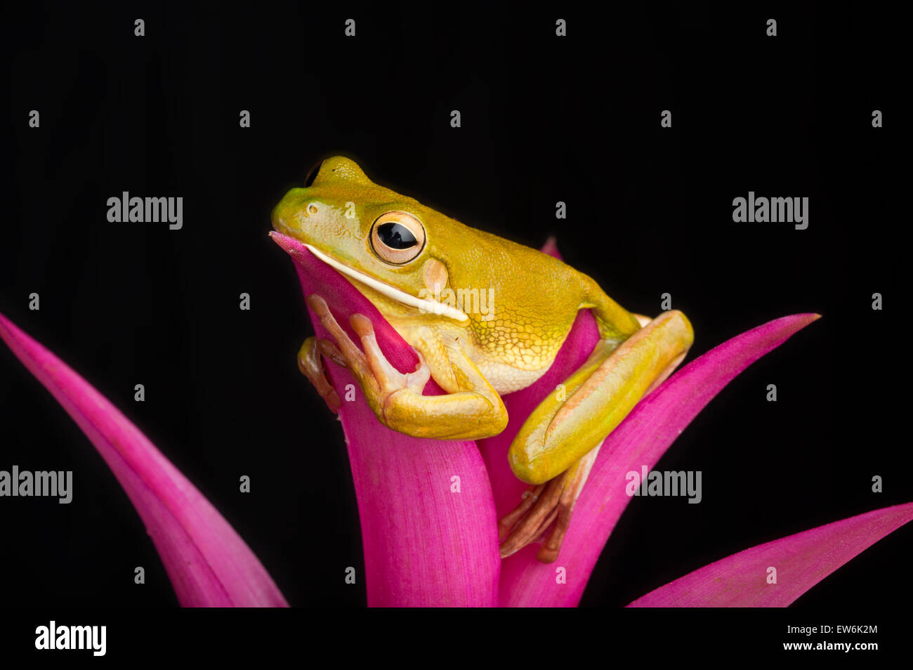 Giant Tree Frog on Colorful Leaves Stock Photo - Alamy
