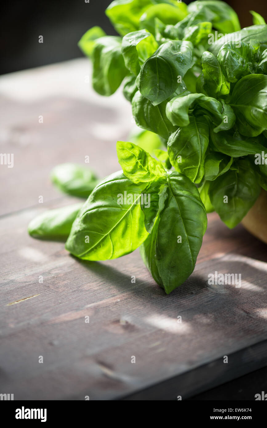 Fresh organic basil Stock Photo - Alamy