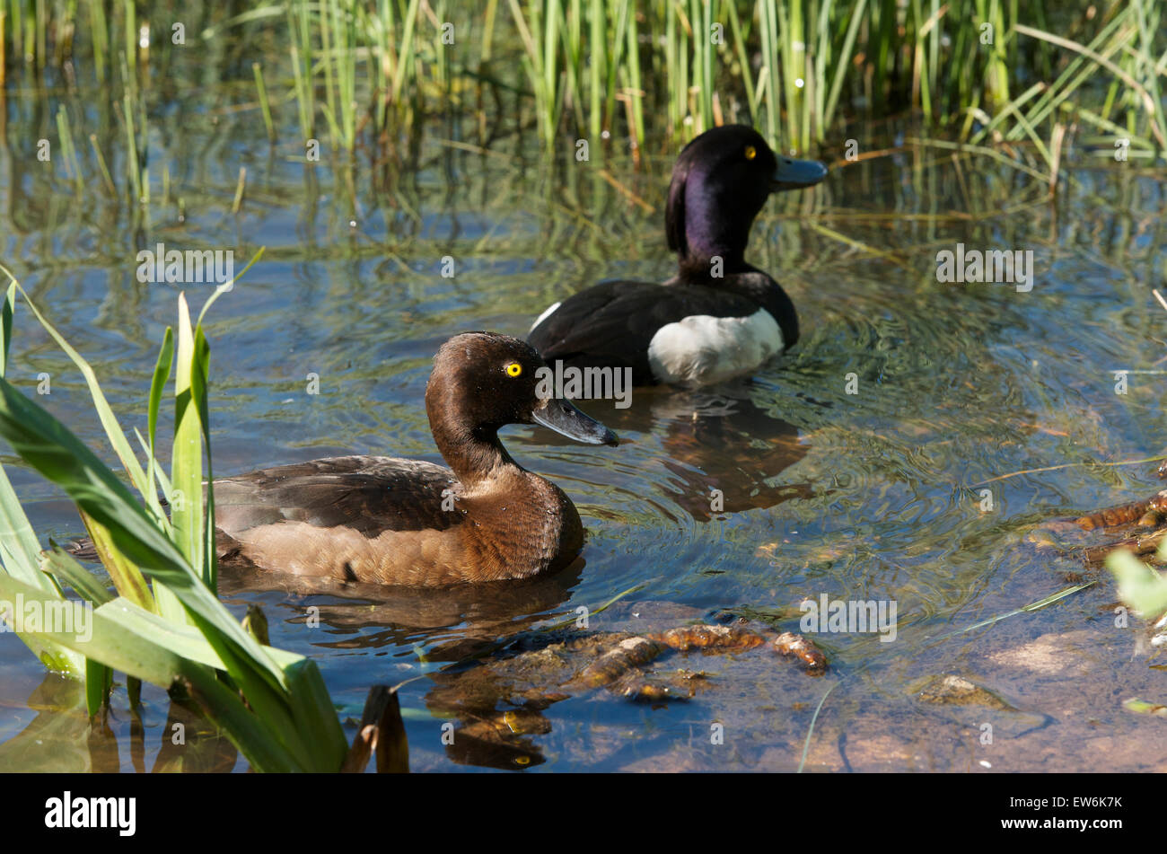 Tufted ducks scotland hi-res stock photography and images - Alamy