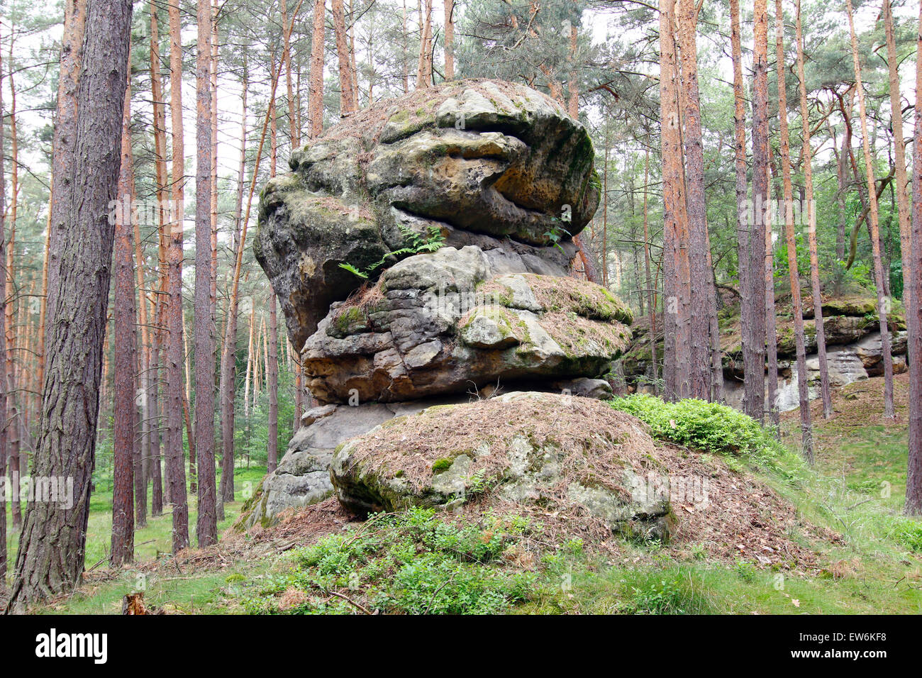 Bizarre sandstone rock formation in the forest Stock Photo - Alamy