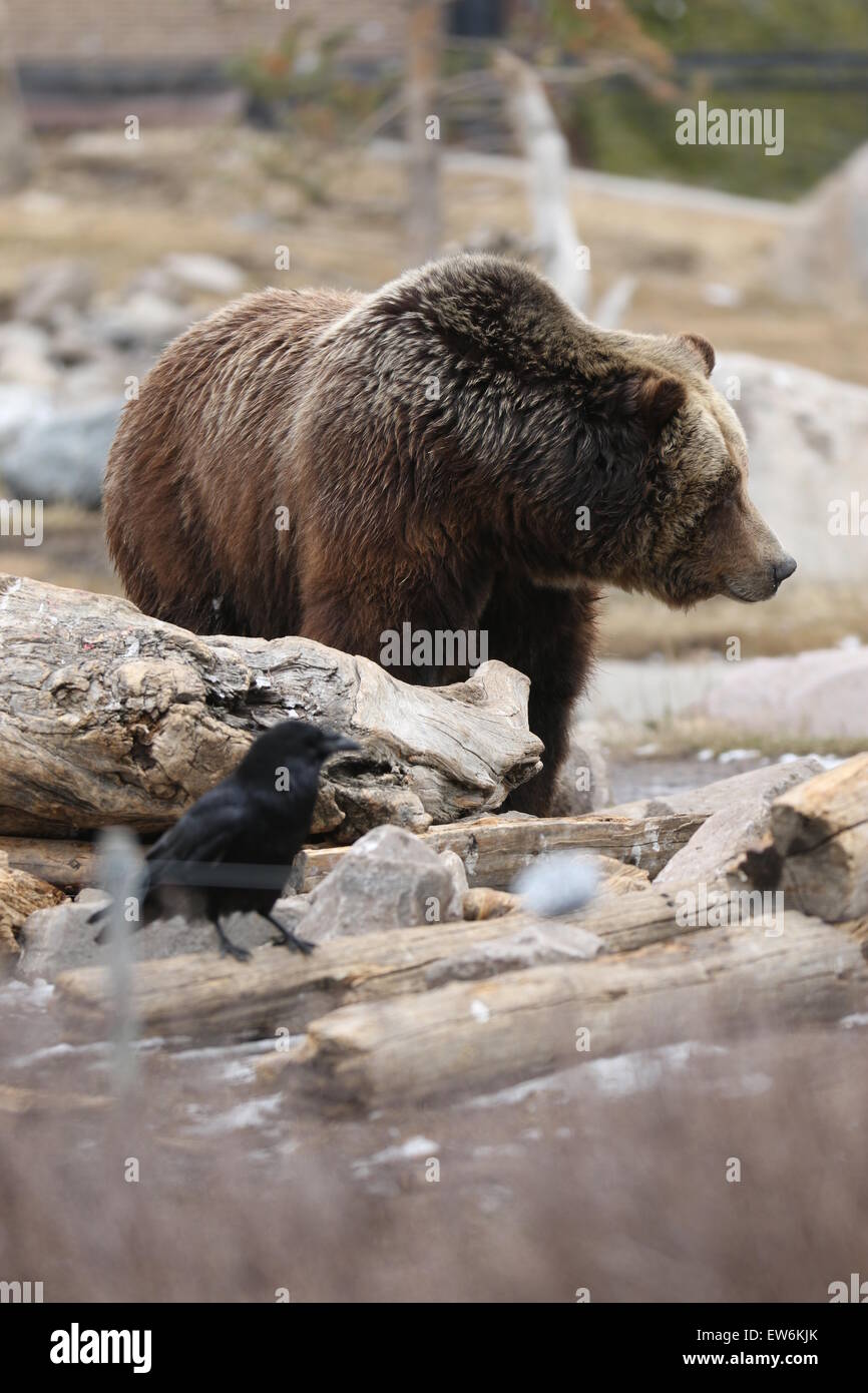 Grizz hi-res stock photography and images - Alamy
