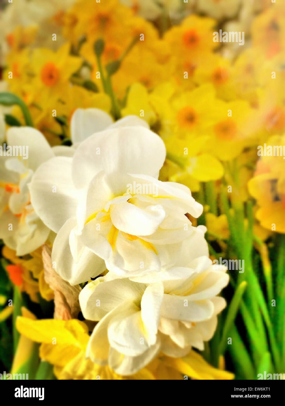 Vibrant springtime blooms hi-res stock photography and images - Alamy