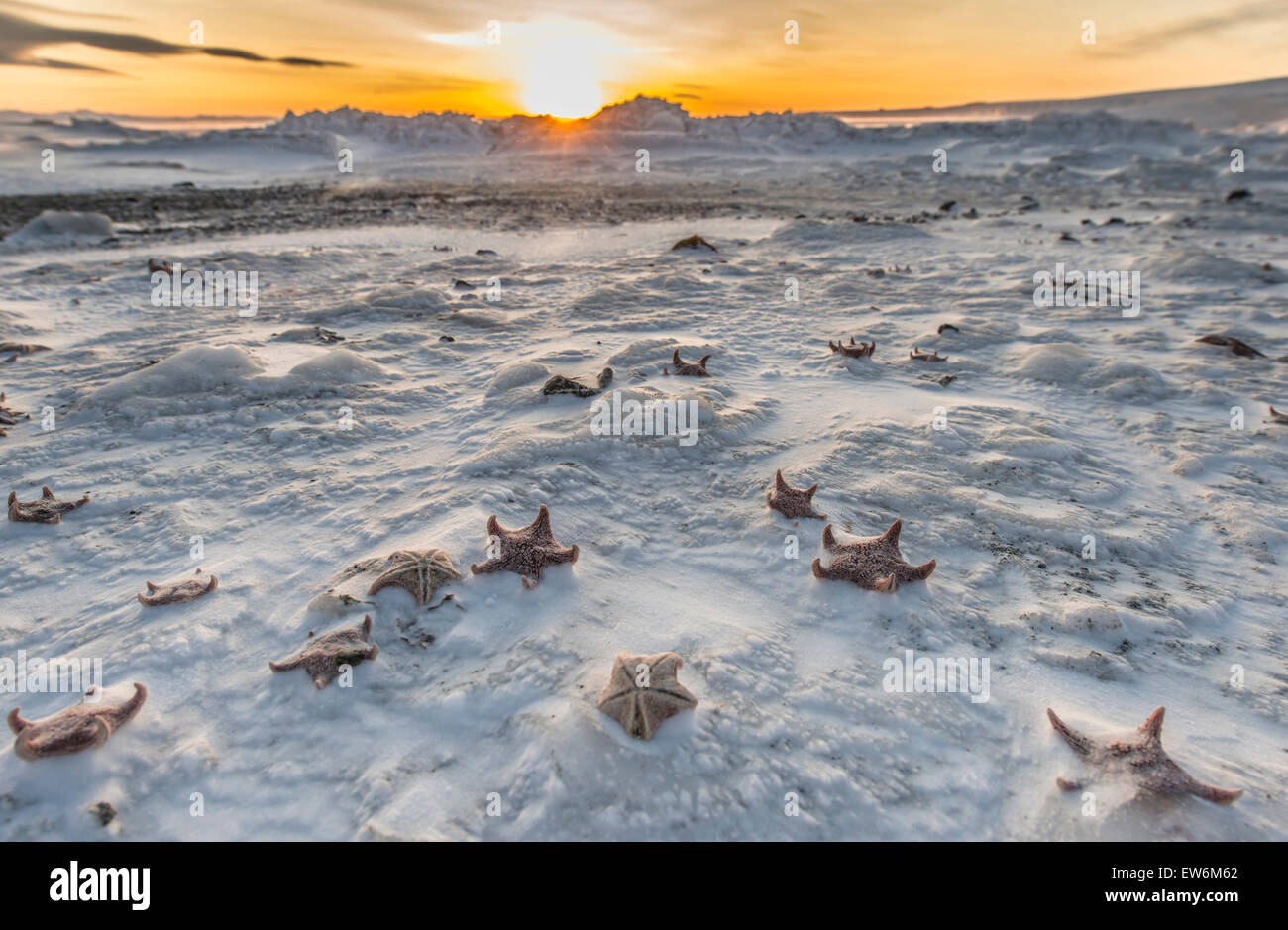 Frozen Seastars on beach at Cape Evans, Antarctica Stock Photo - Alamy