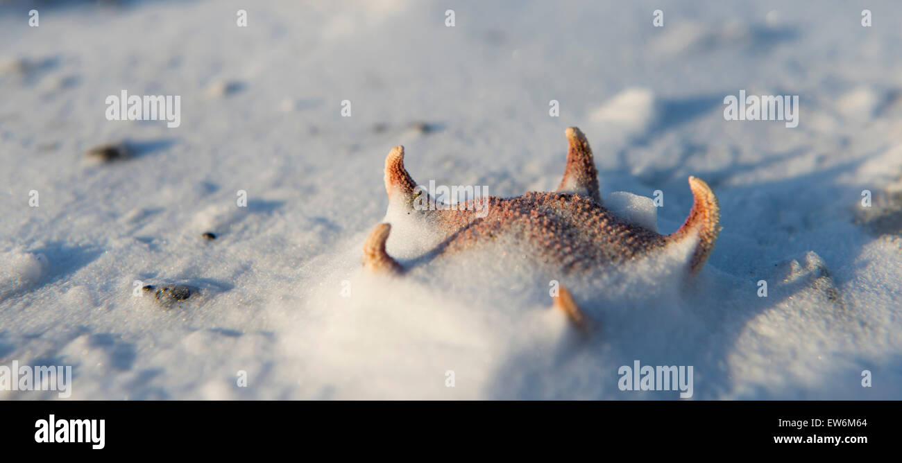 Seastar hi-res stock photography and images - Alamy