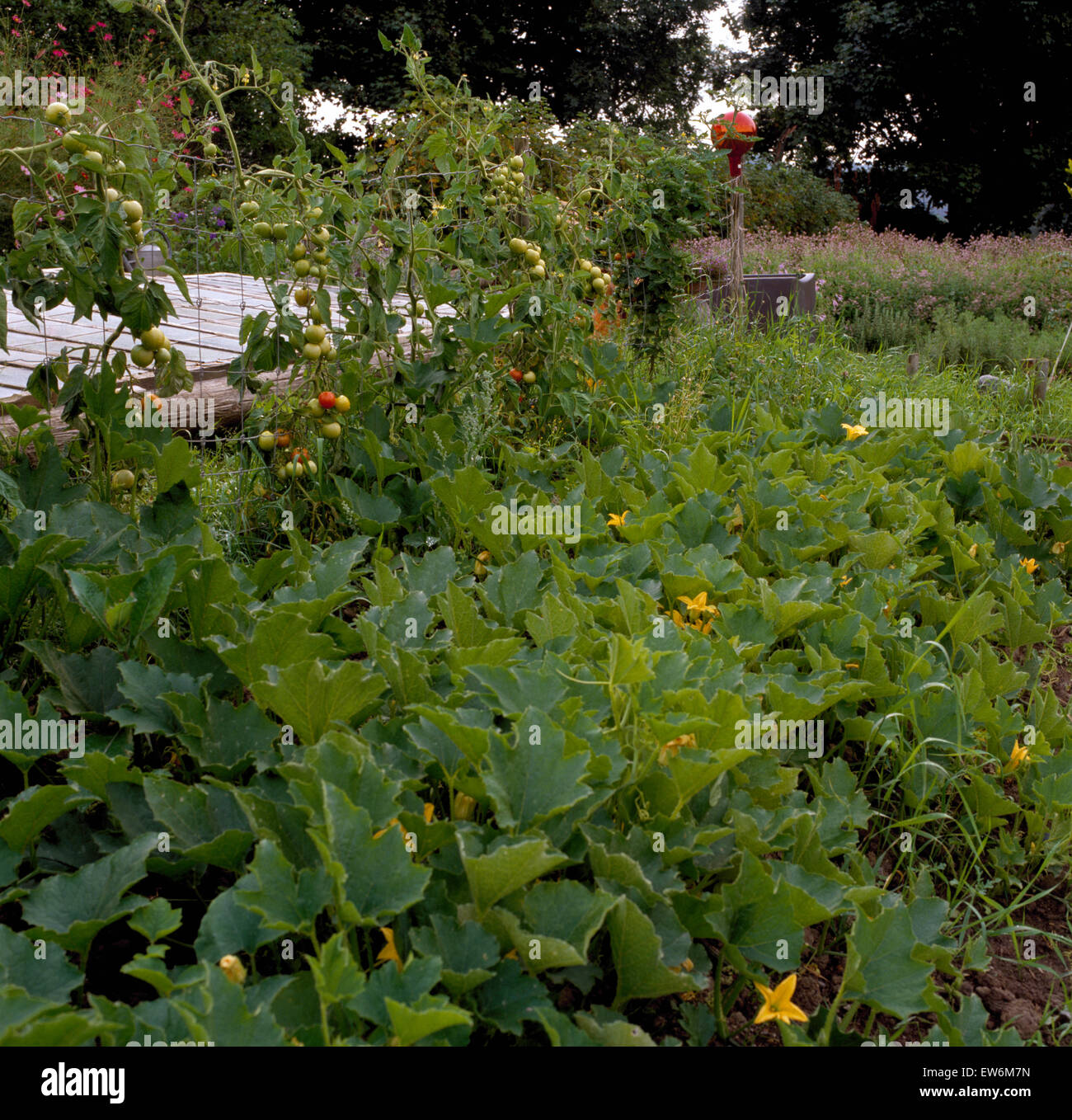 Courgettes growing in large vegetable garden Stock Photo - Alamy