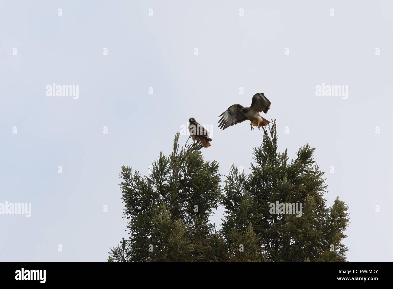 Red tailed hawk landing hi-res stock photography and images - Alamy