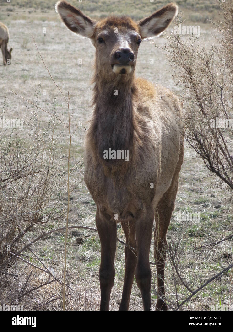 Curious Elk Fawn Stock Photo - Alamy