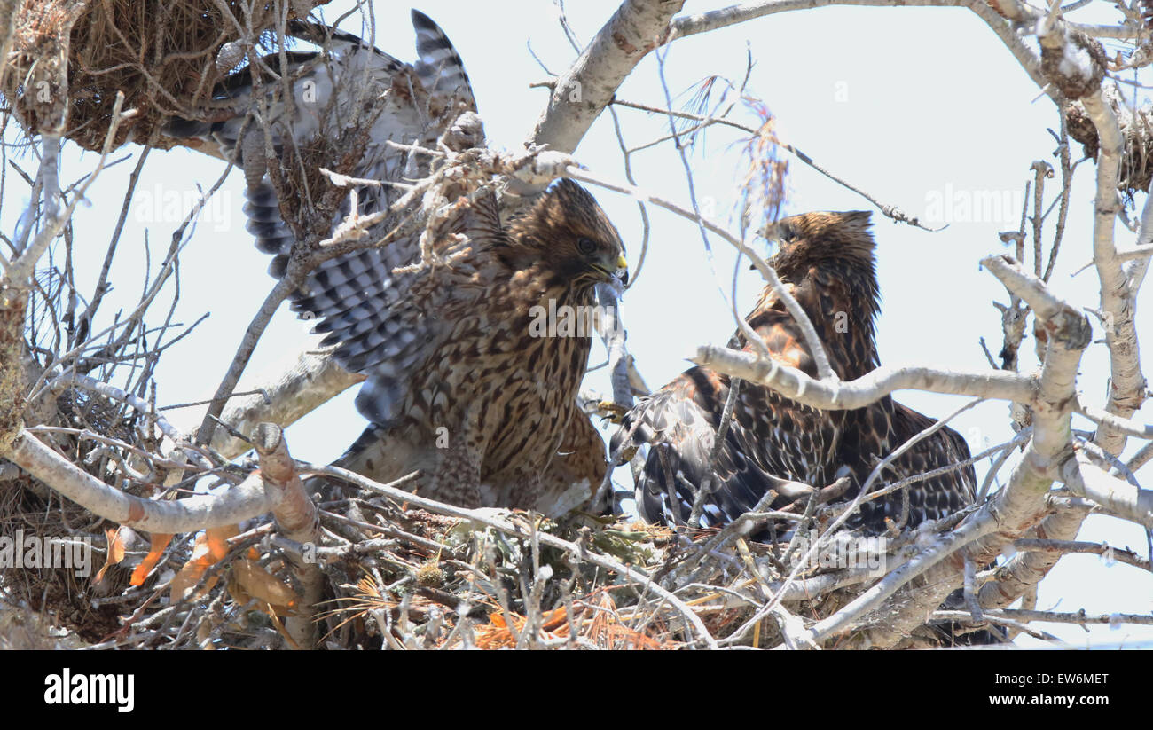 Sibling rivalry hi-res stock photography and images - Alamy