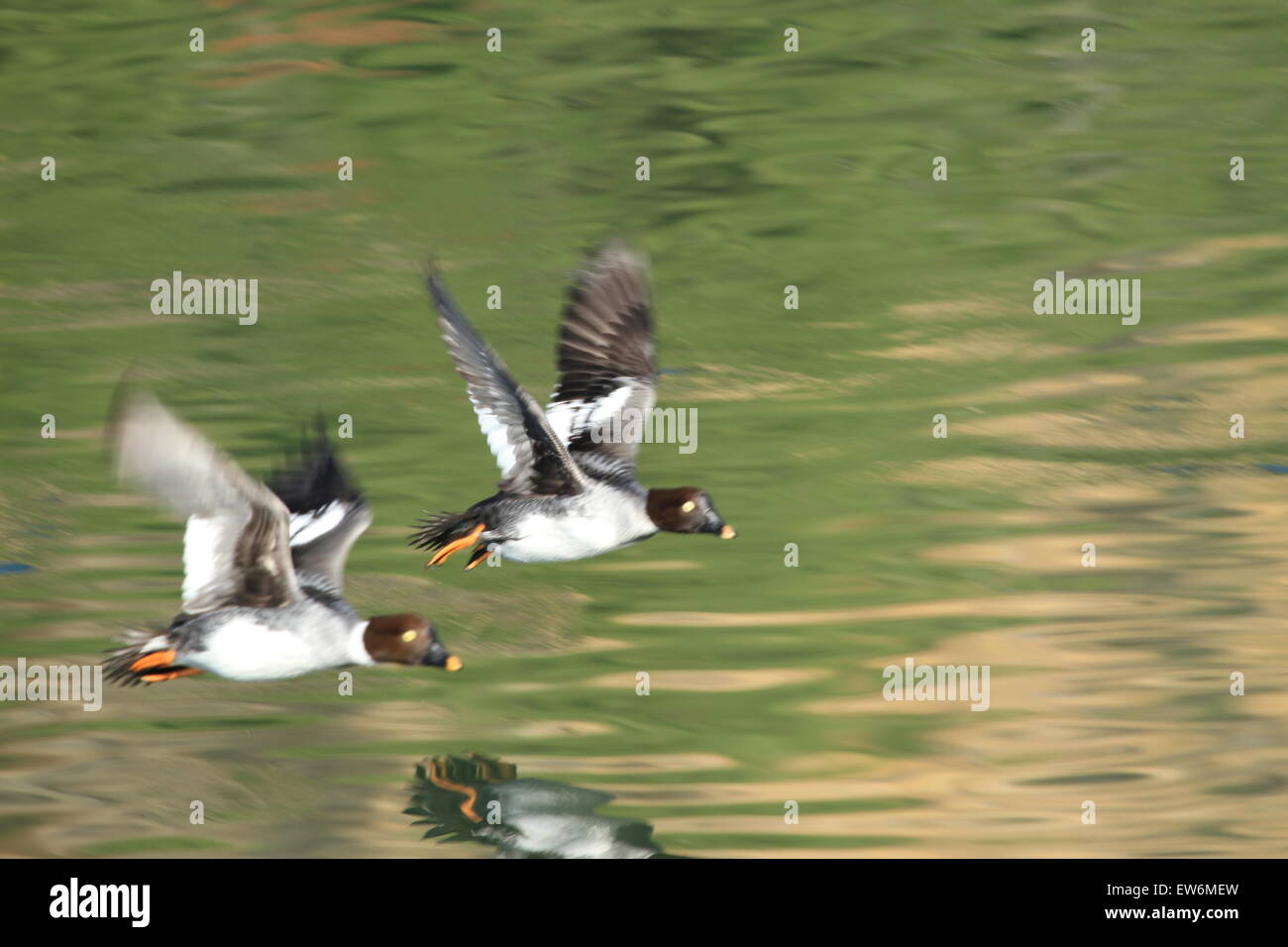 Ducks in flight Stock Photo - Alamy