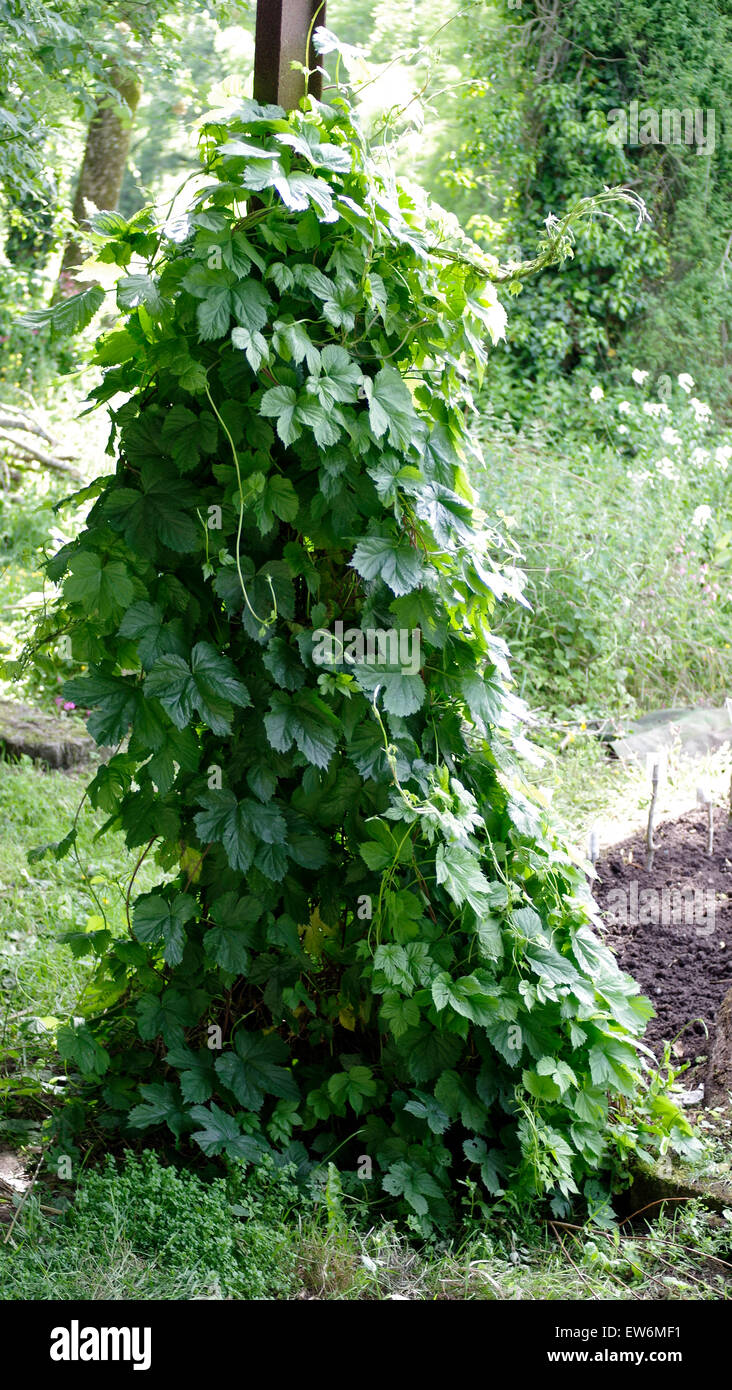 Early Garden Hops Growing Up A Steel Pylon Stock Photo - Alamy