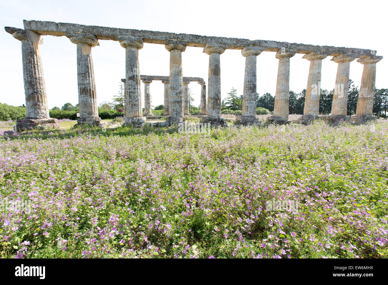 Palatine Tables, Hera Sanctuary in Metaponto, Basilicata, Italy Stock ...