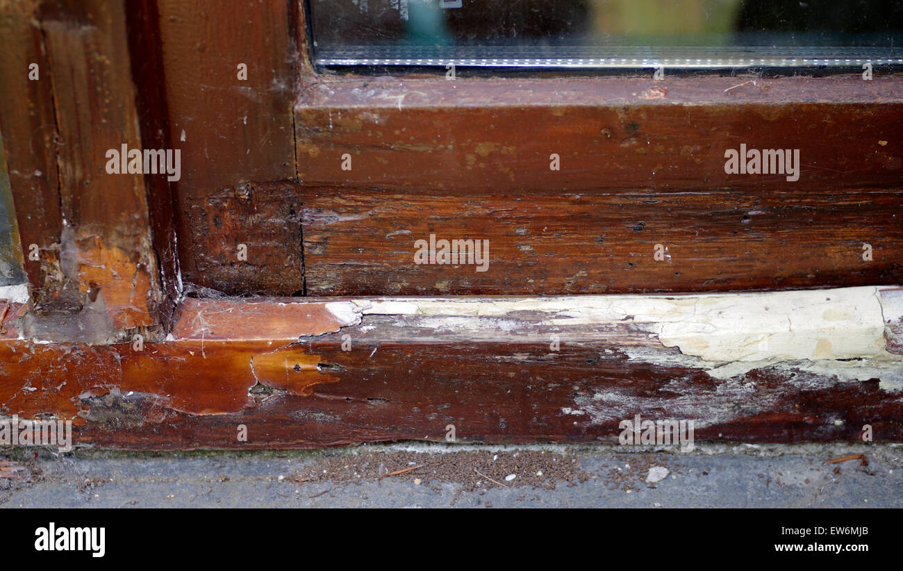 Woodworm Beetle Damage To Exterior Timber Frame Window Stock Photo - Alamy