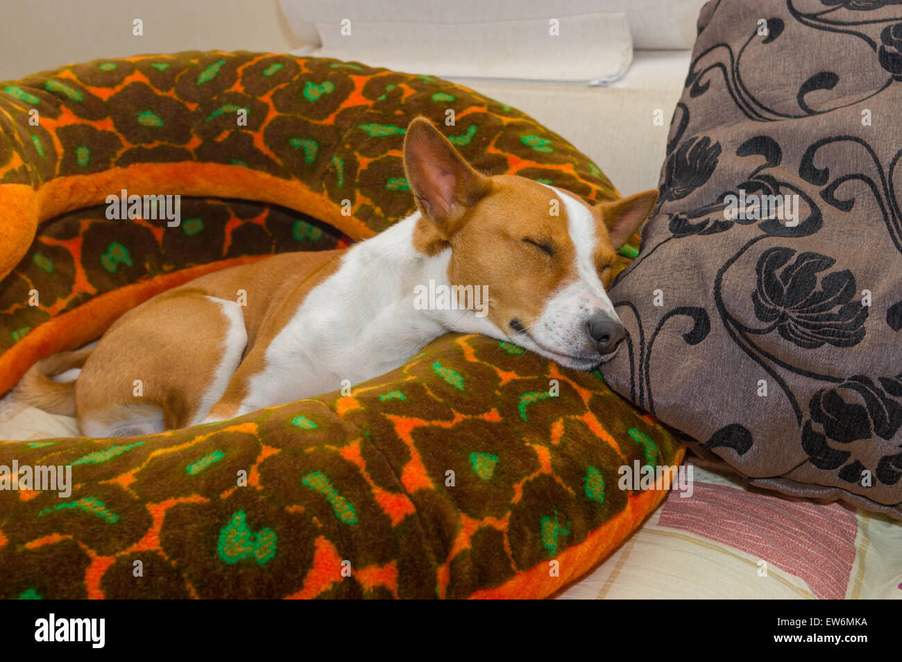 Dog sleeping on a sofa bed hi-res stock photography and images - Alamy