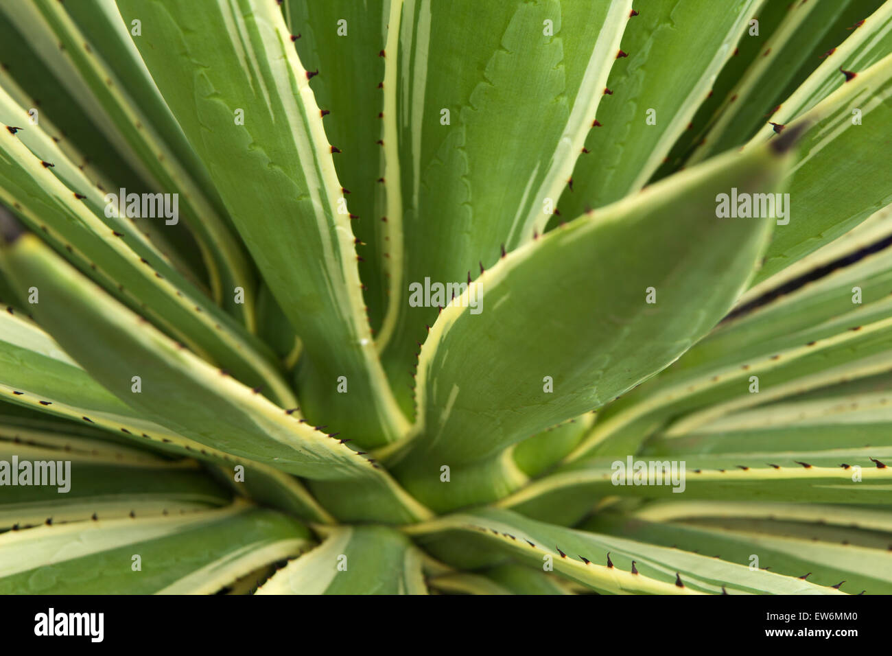agave plant natural floral background Stock Photo - Alamy