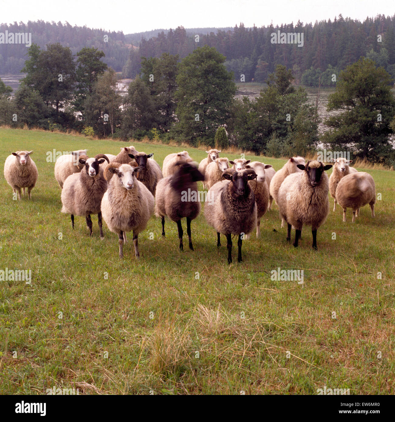 A flock of sheep in a field Stock Photo - Alamy