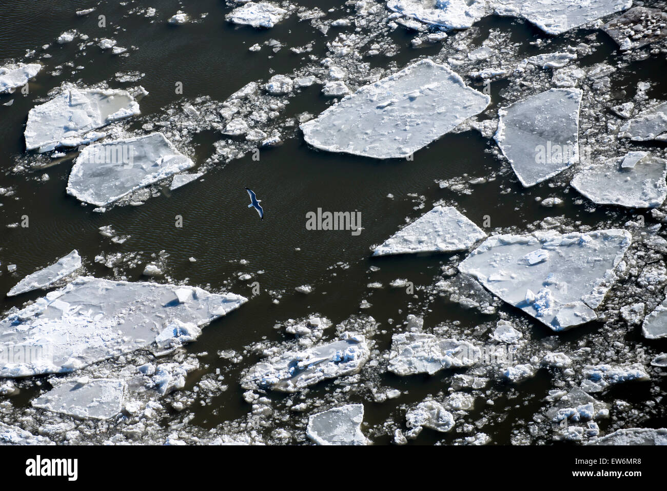 Aerial view of a bird flying above ice floes on a frozen river Stock ...