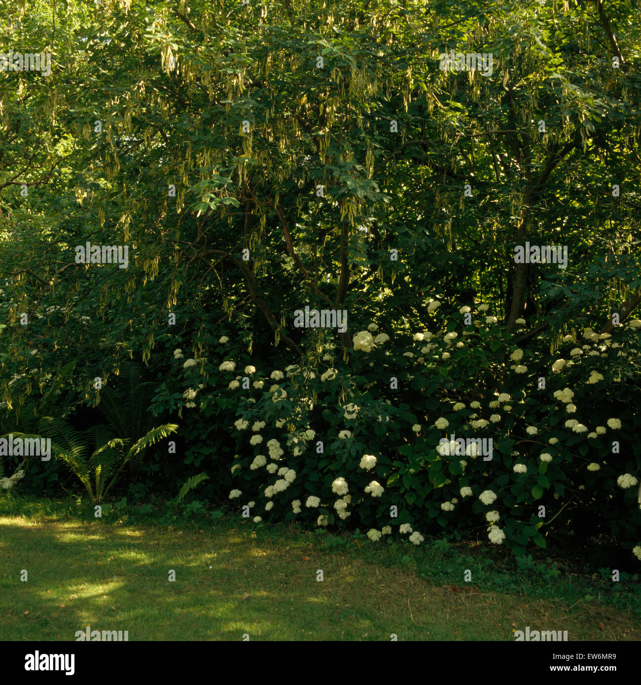 White perennials in border below laburnum tree Stock Photo - Alamy