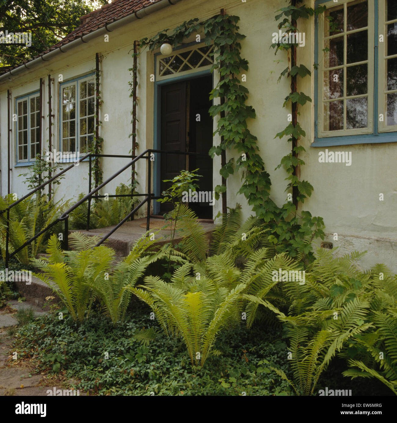 Swedish ferns hi-res stock photography and images - Alamy