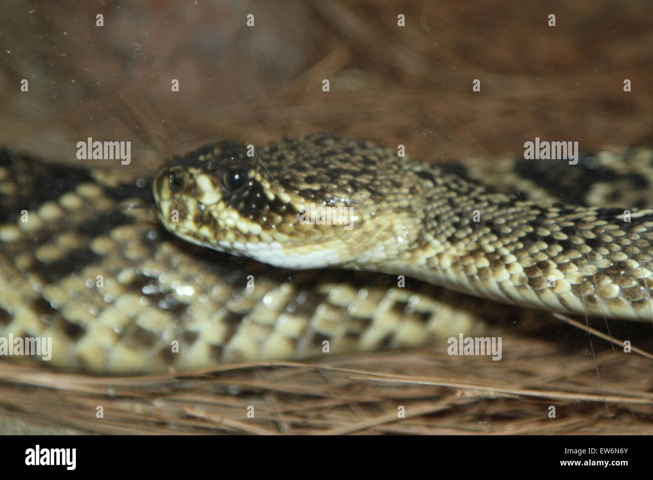 Coiled rattle snake hi-res stock photography and images - Alamy