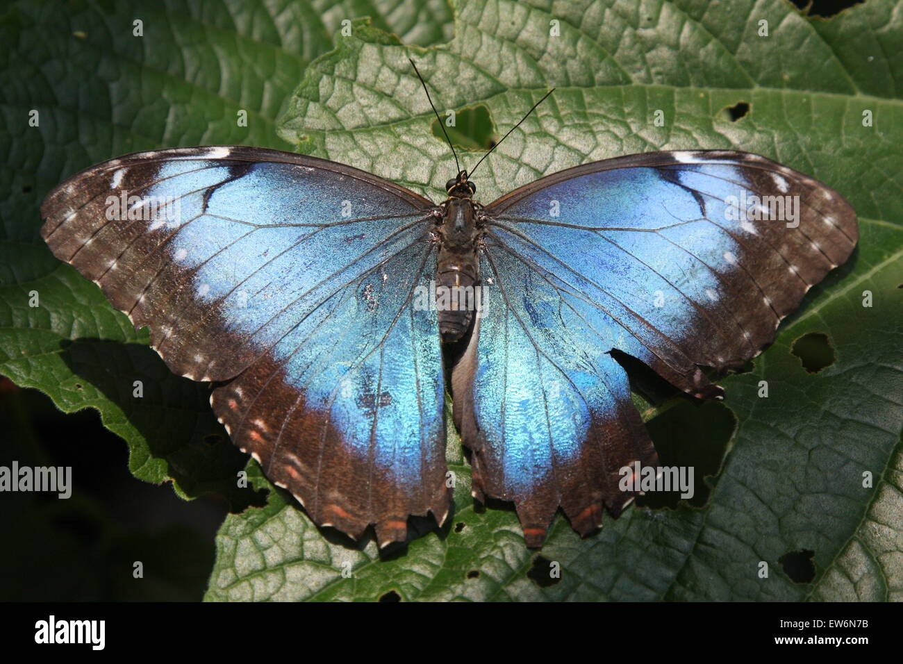 Blue butterfly moth hi-res stock photography and images - Alamy