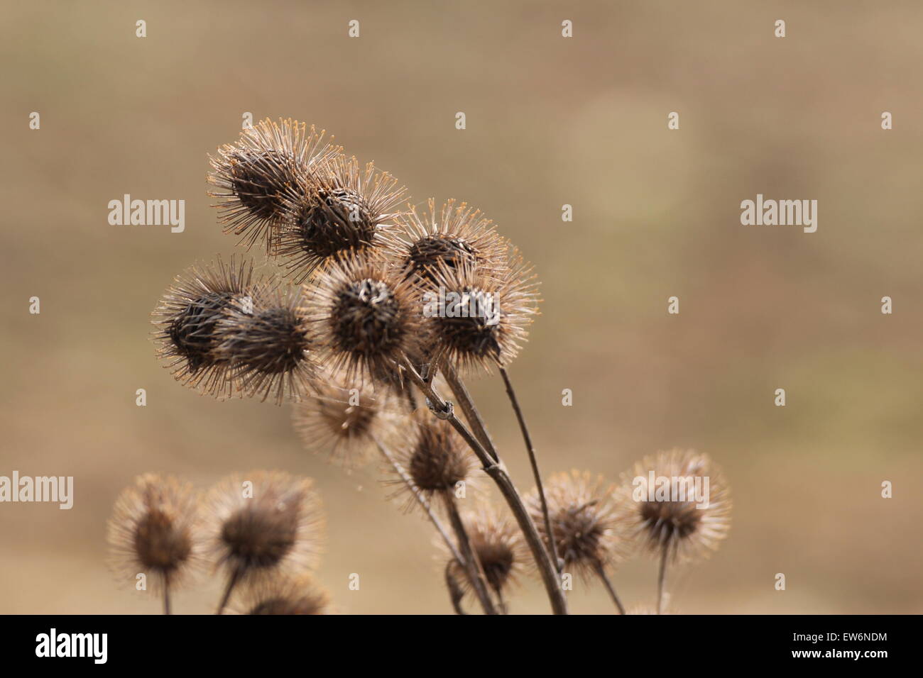 Generic Flower High Resolution Stock Photography and Images - Alamy