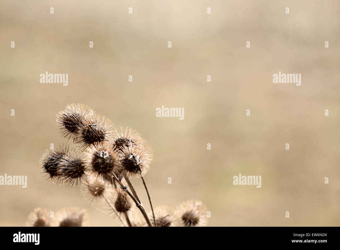 Detail of a generic nature, flowers in the field Stock Photo - Alamy