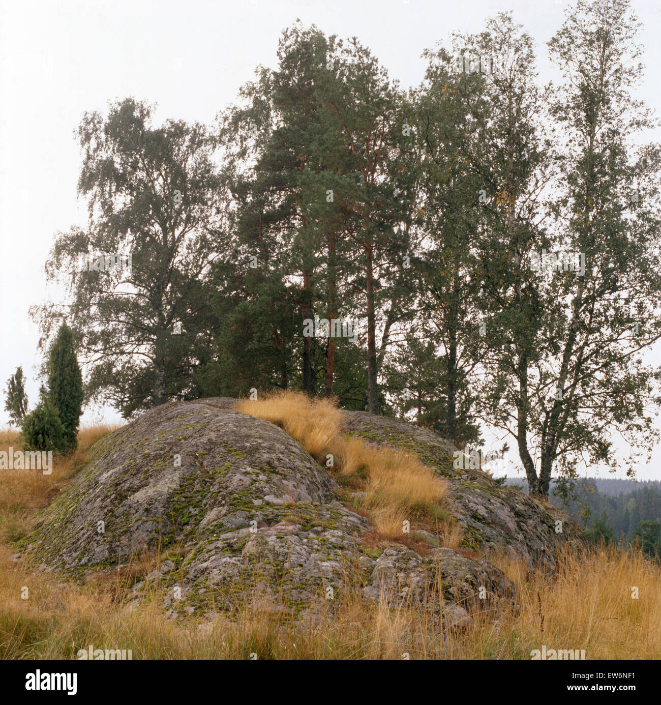 Trees and large mossy boulder in wild garden Stock Photo - Alamy