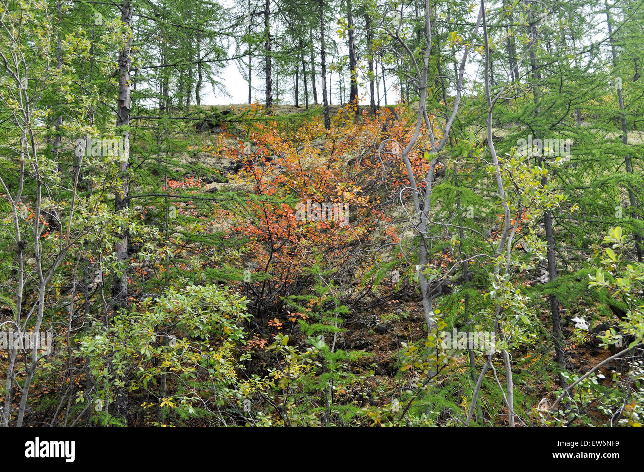 Sparse mountain taiga in Yakutia. Cloudy landscape in the route area ...