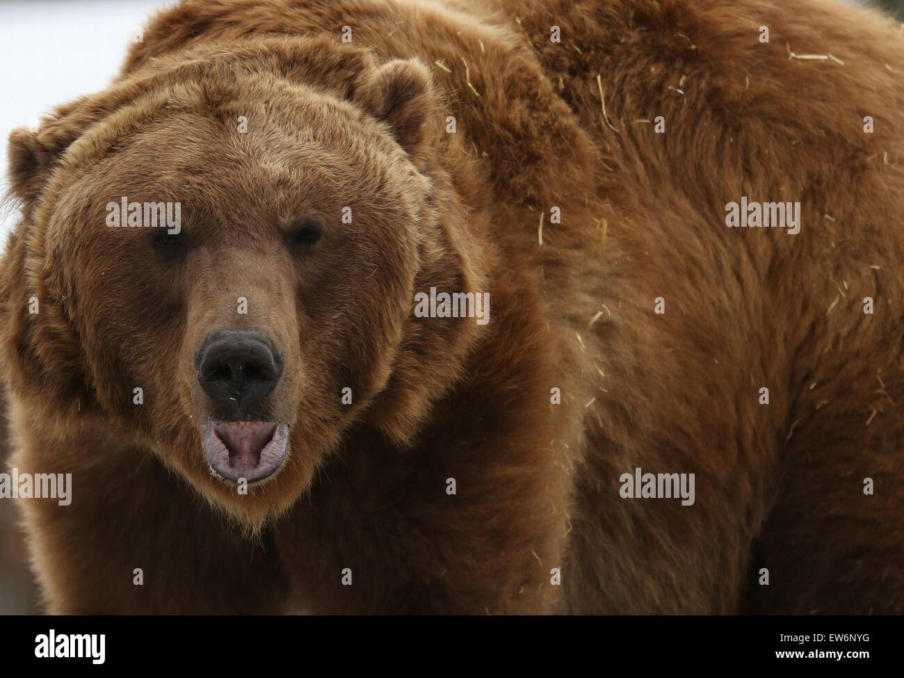 Grizzly bear face hi-res stock photography and images - Alamy