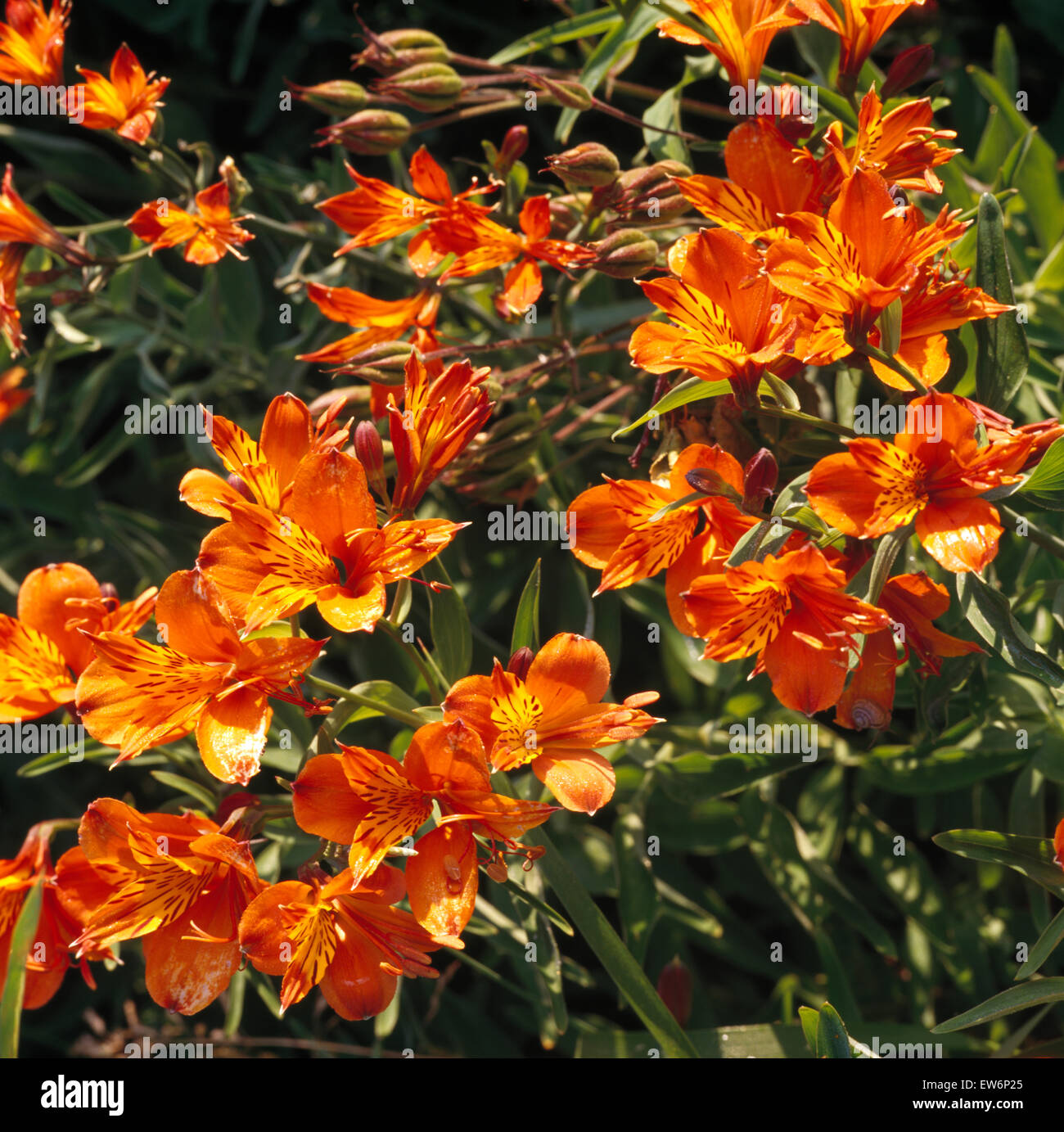 Alstroemeria bulbs hi-res stock photography and images - Alamy