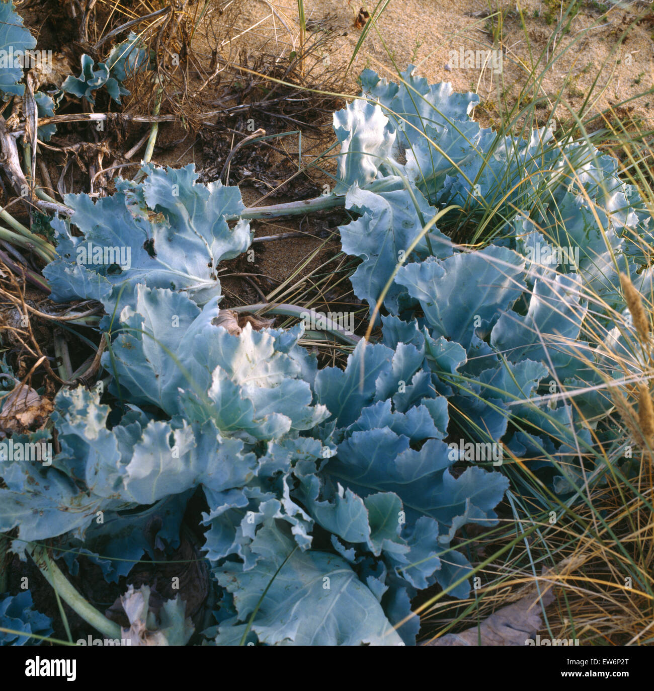 So close to the sea hi-res stock photography and images - Alamy