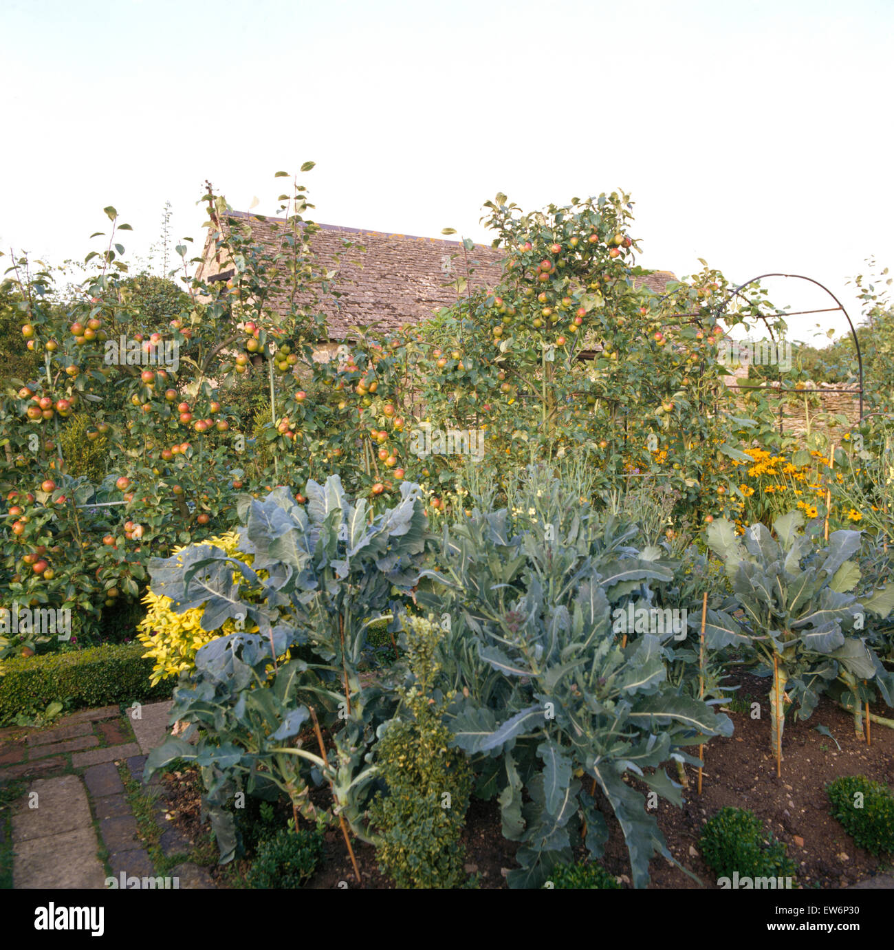 Cabbages growing in large country potager garden Stock Photo - Alamy