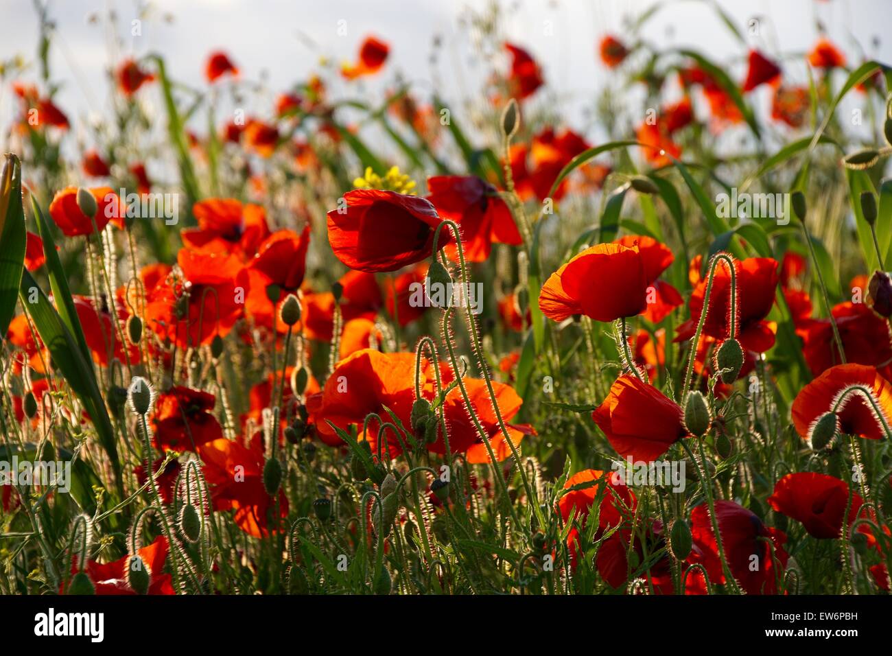 Poppy flowers sunset hi-res stock photography and images - Alamy