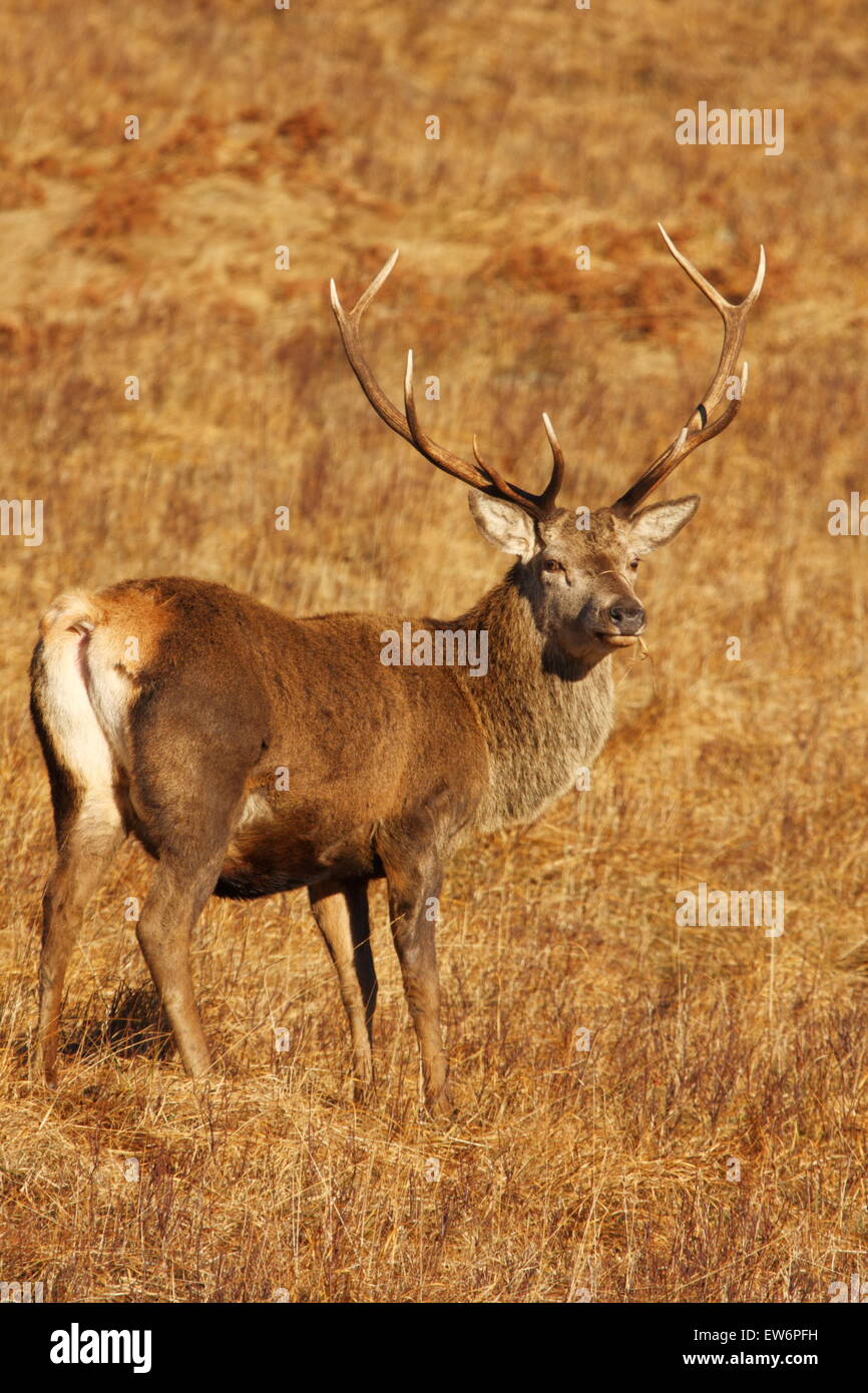 Red stag scotland hill hi-res stock photography and images - Alamy