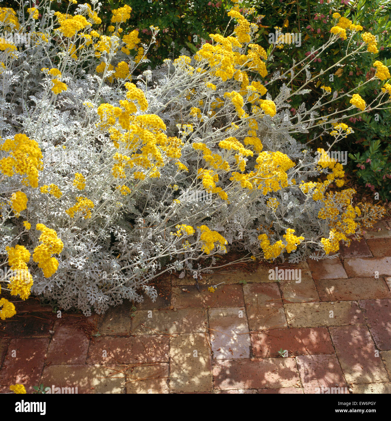 Helichrysum italicum hi-res stock photography and images - Alamy
