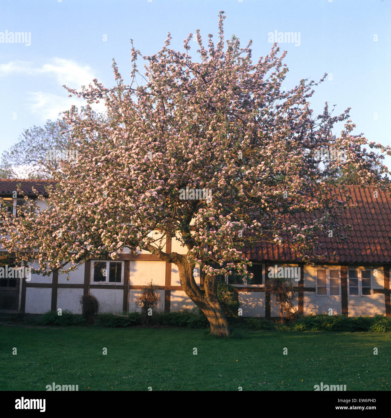 Pink flowering apple tree in front of timbered Scandinavian cottage ...
