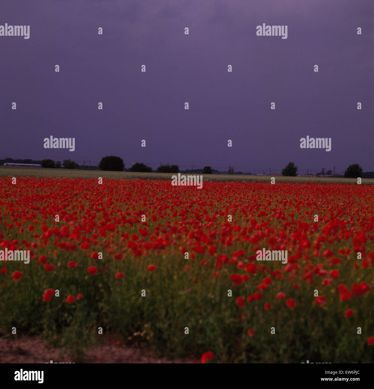 A poppy field in Sweden in summer Stock Photo - Alamy