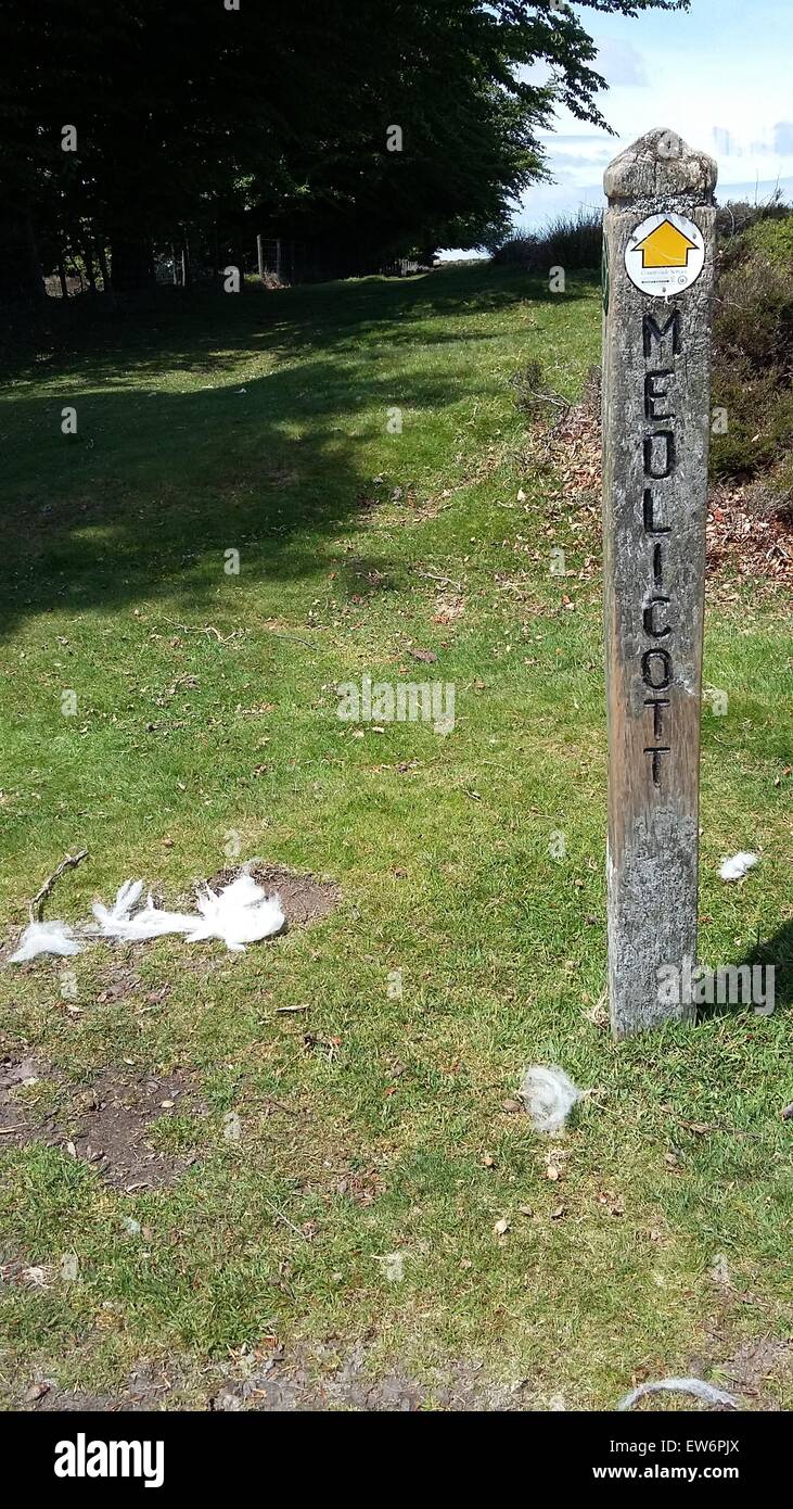 Medlicott High Resolution Stock Photography and Images - Alamy