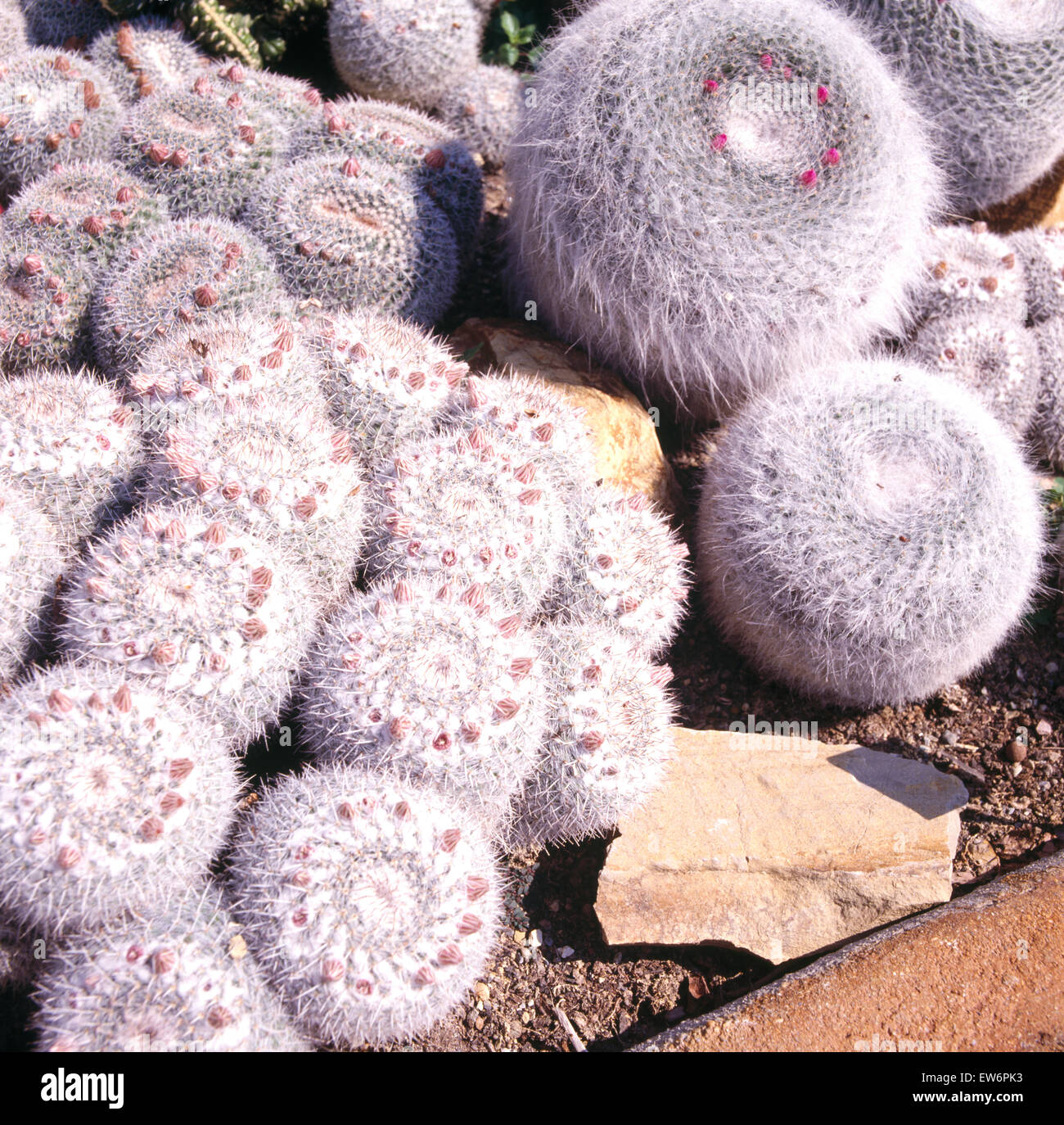 Cacti summer hi-res stock photography and images - Alamy