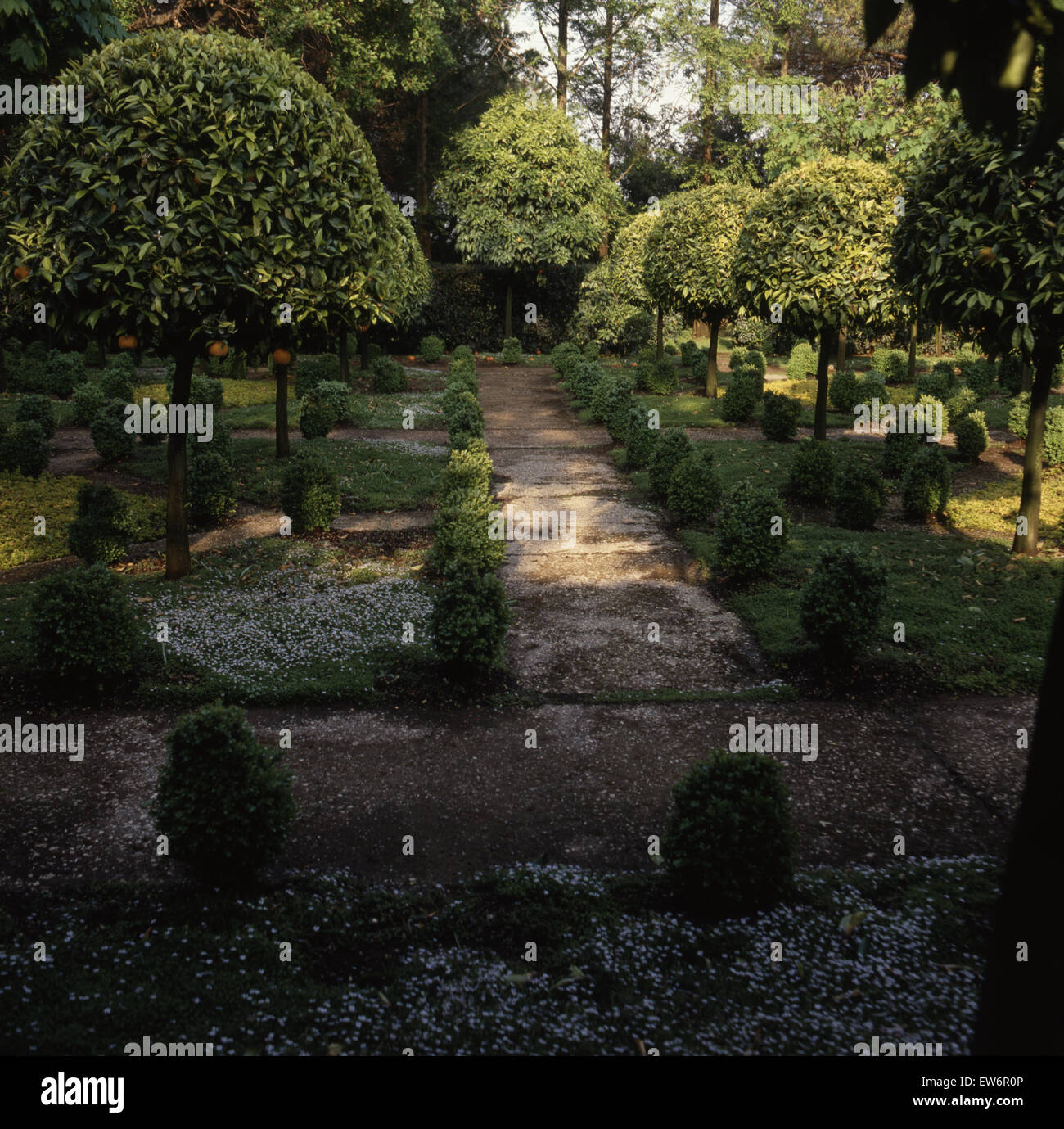 Clipped trees hi-res stock photography and images - Alamy