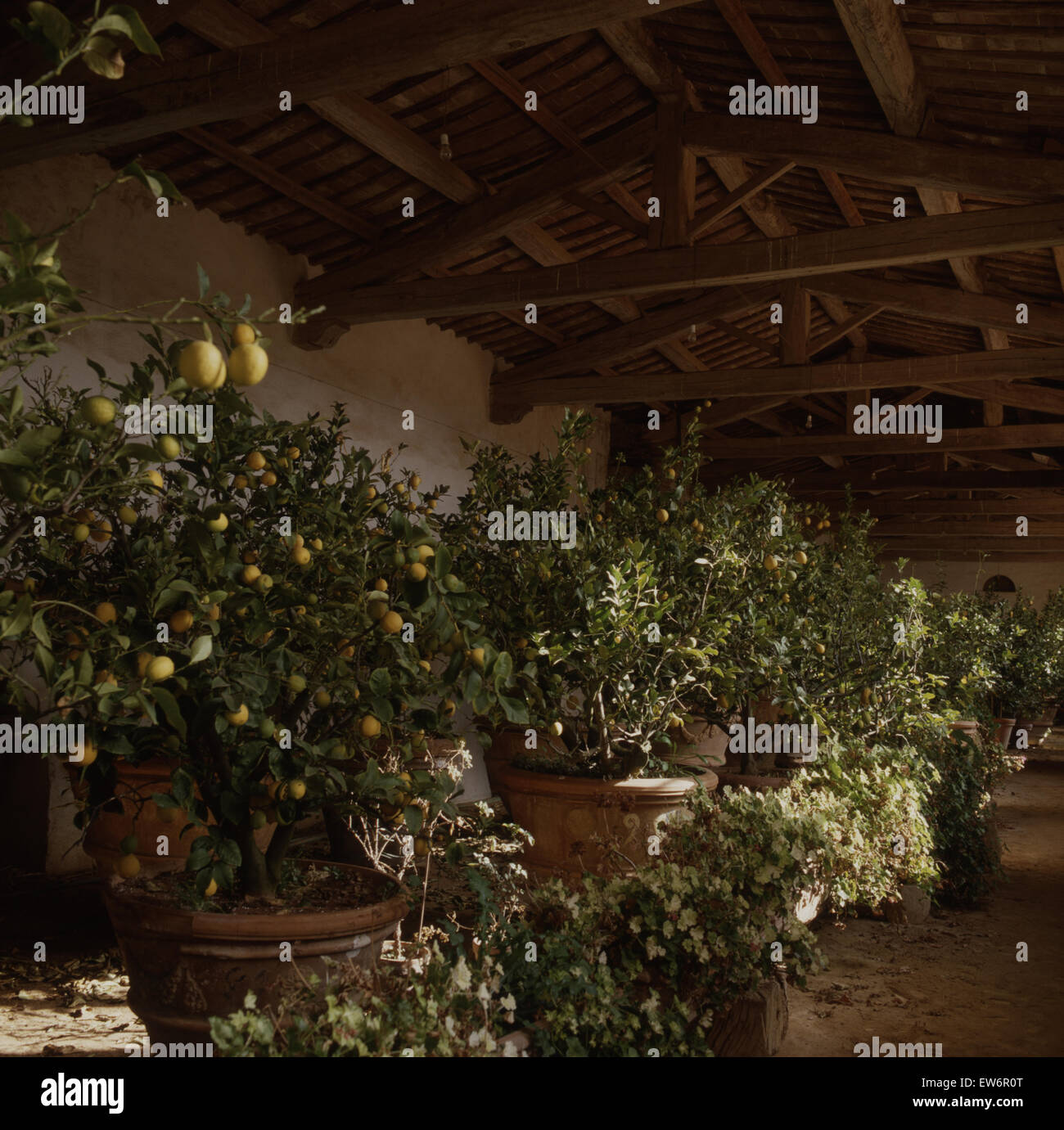 Lemon trees in large terracotta pots on covered veranda of Italian ...