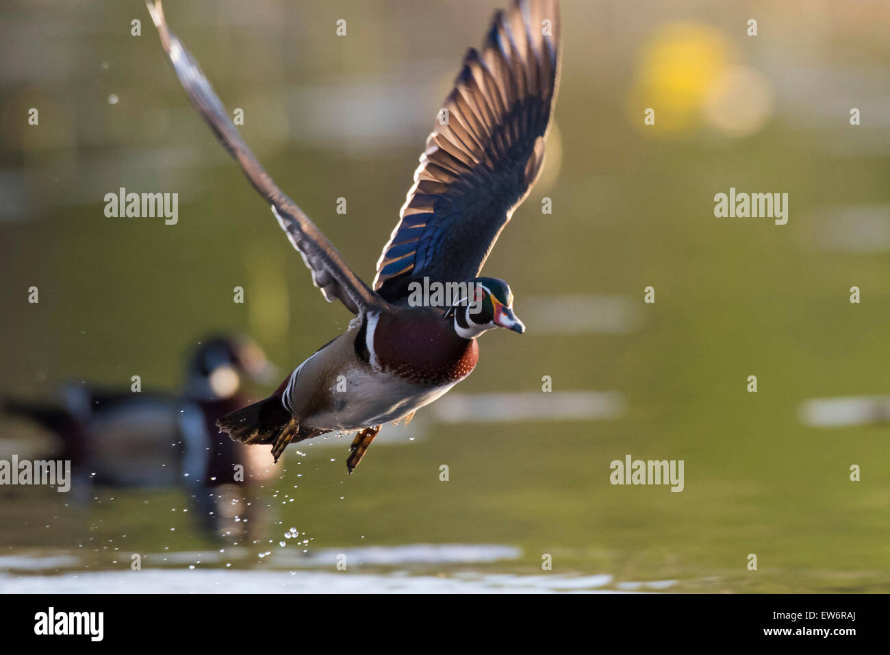 Flying Wood Ducks Stock Photo - Alamy