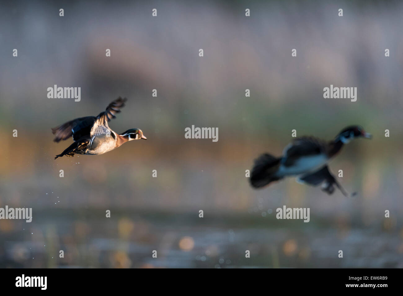 Flying Wood Ducks Stock Photo - Alamy