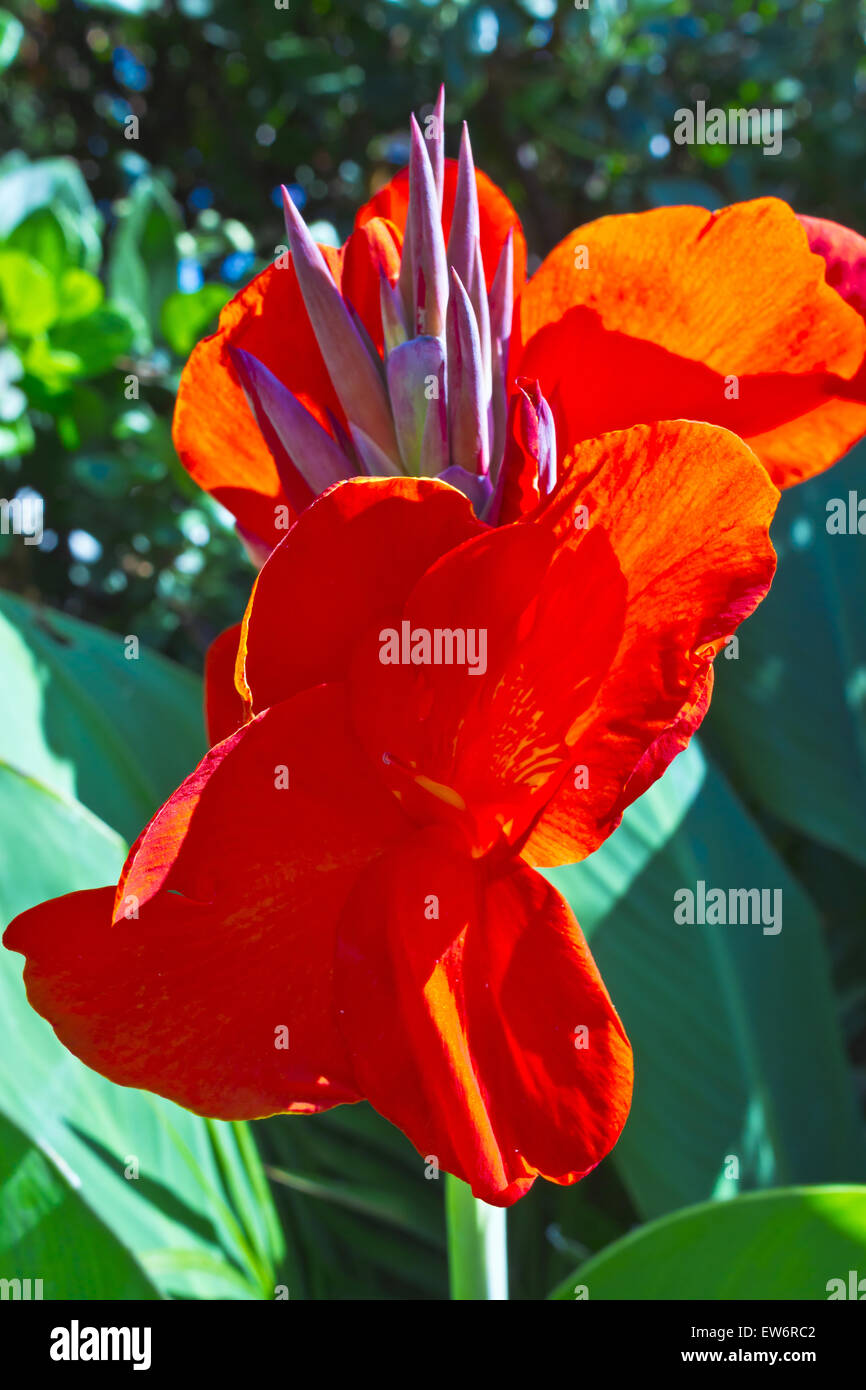 Orange red canna lily hi-res stock photography and images - Alamy