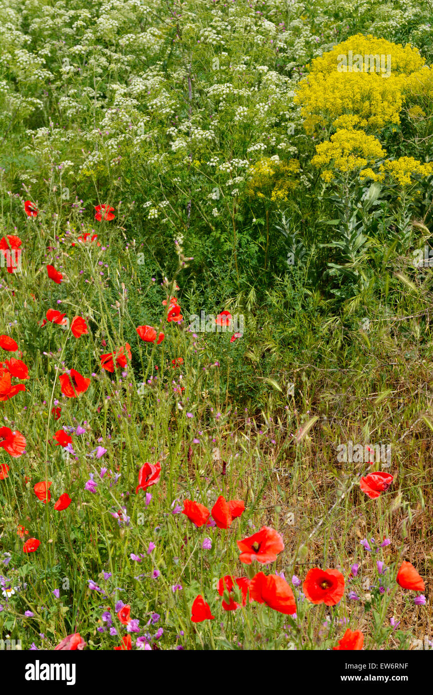 Wild flowers of spain hi-res stock photography and images - Alamy