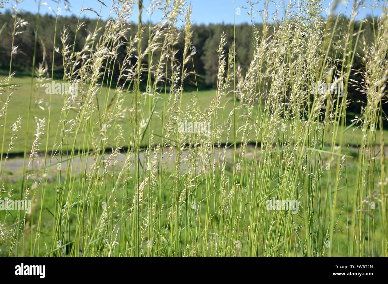 Grass panicle, green fields and pine forest Stock Photo - Alamy